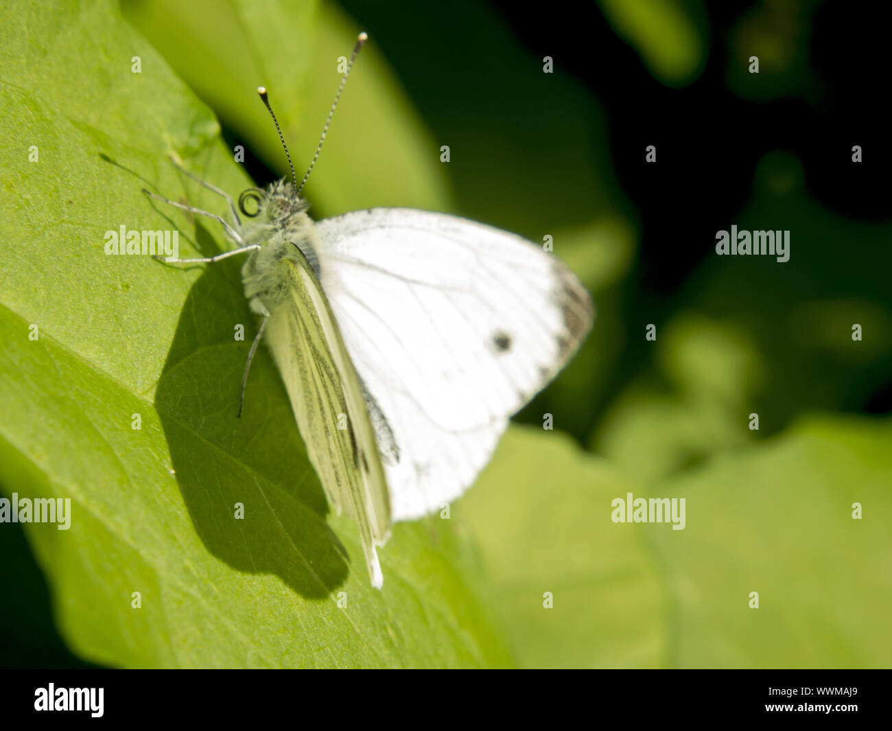 Green-veined White (Pieris napi Stock Photo - Alamy