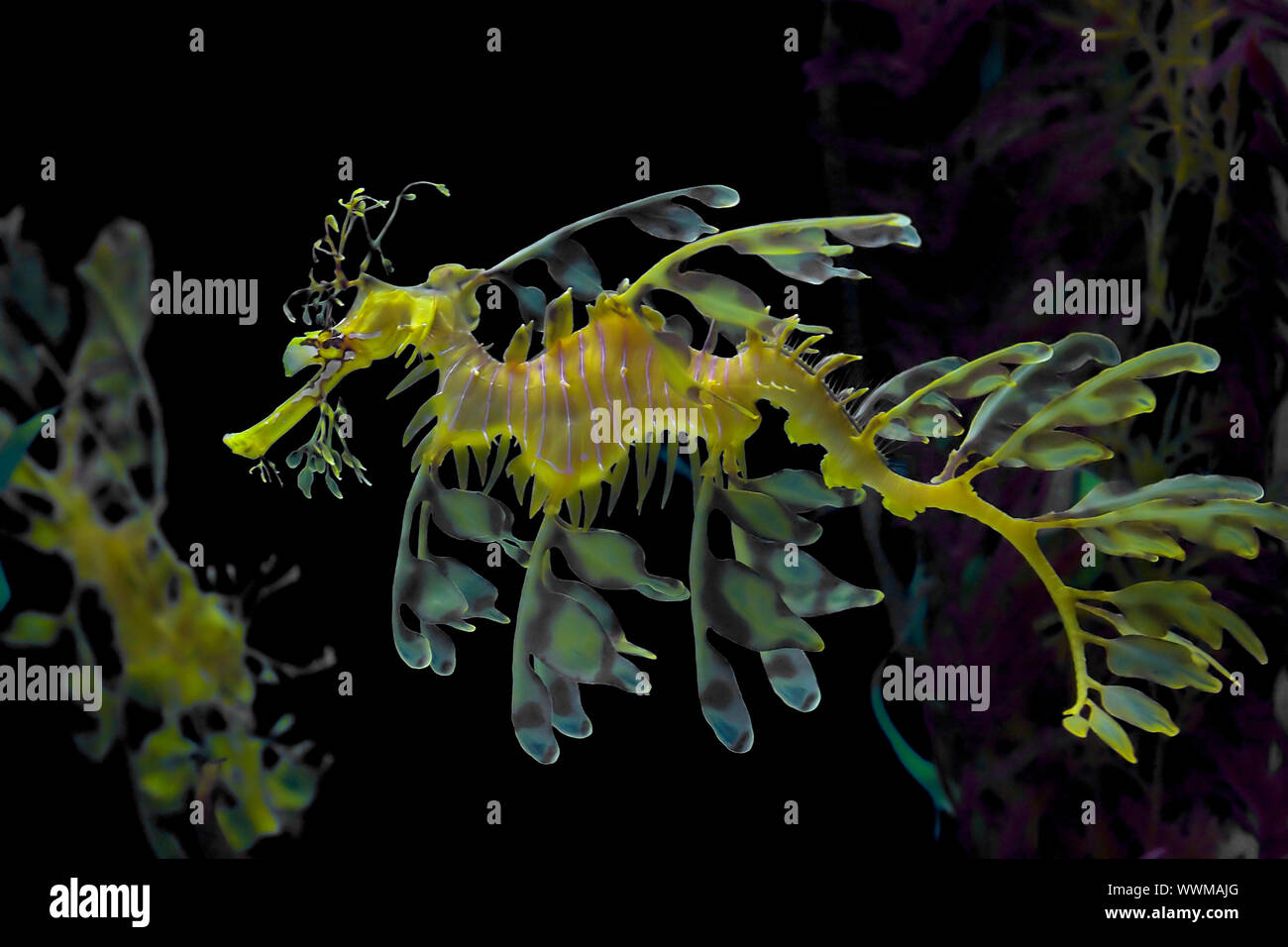 Leafy sea dragon hi-res stock photography and images - Alamy