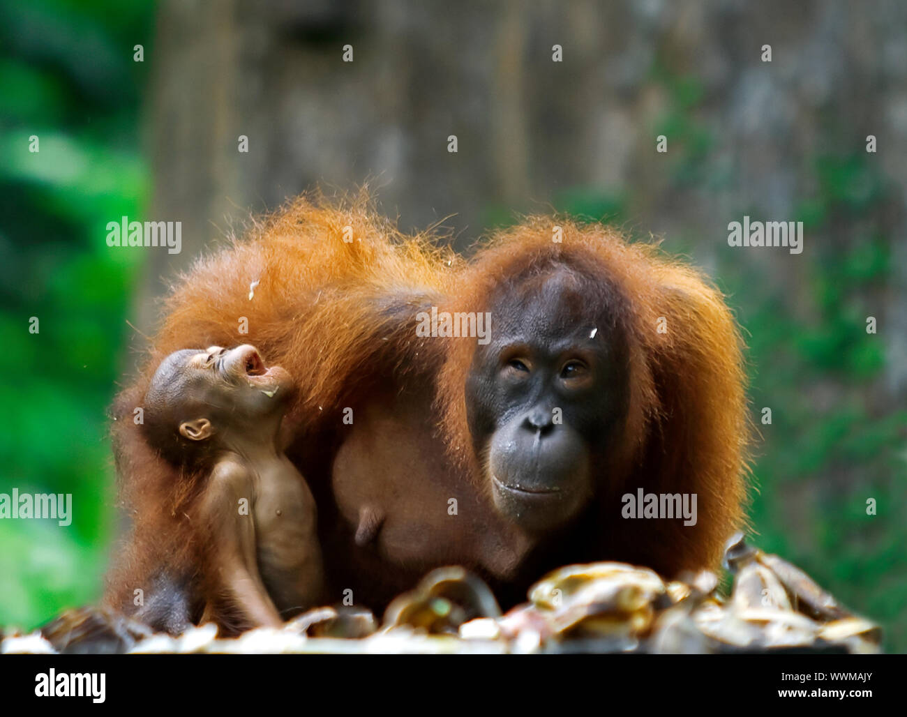 Mother orangutan and her baby photographed in the jungle in Sabah ...