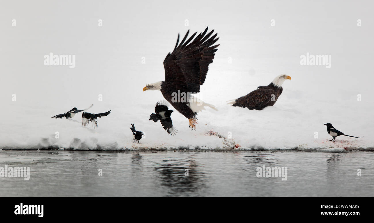 Bald Egles (HALIAEETUS LEUCOCEPHALUS) and magpies fly up from snow ...