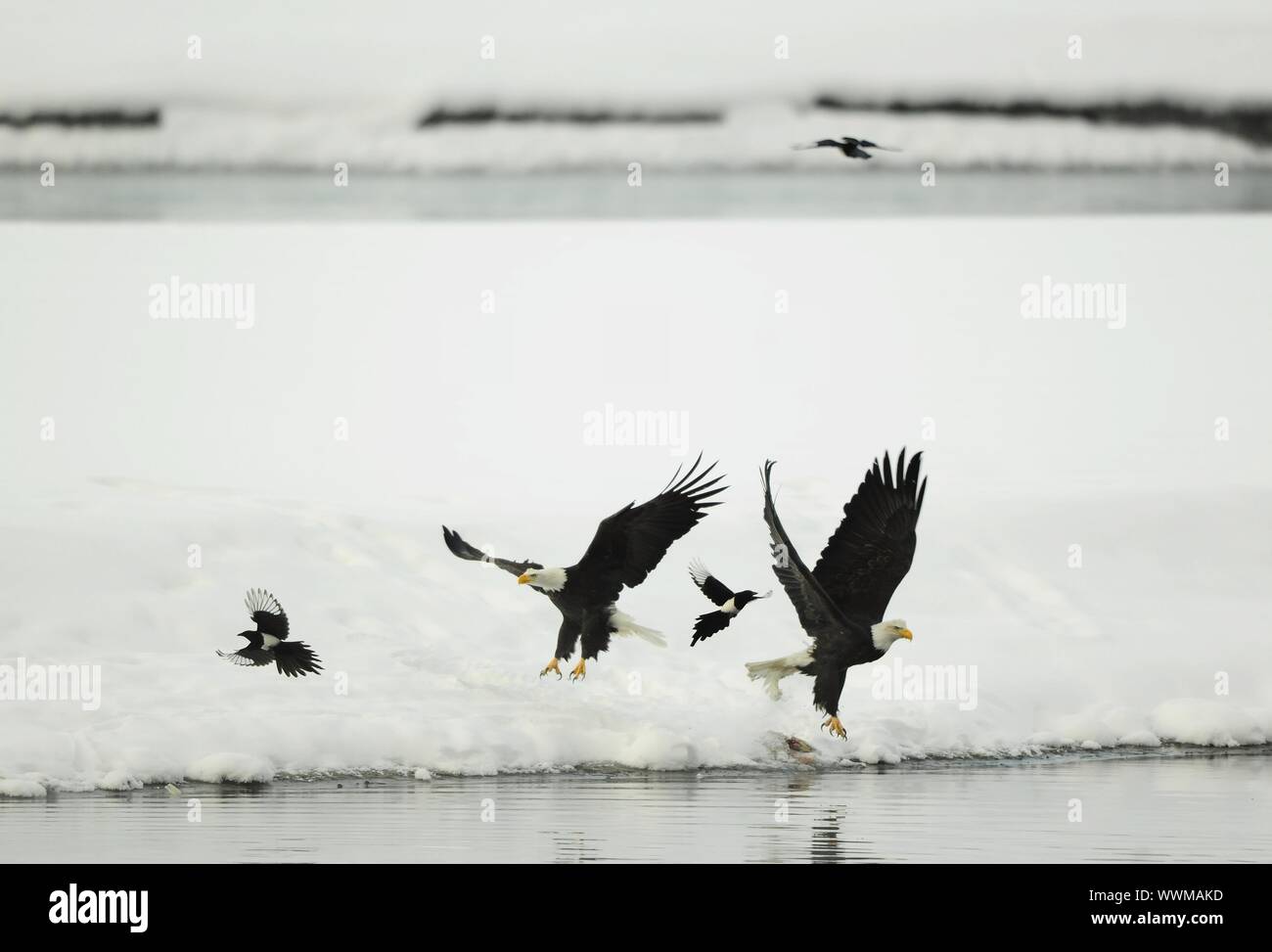 Two Bald Egles (HALIAEETUS LEUCOCEPHALUS) eat a salmon on snow Stock ...