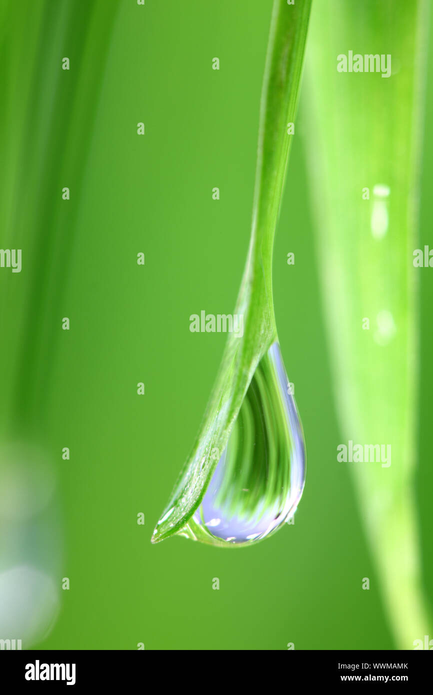 big water drop on grass blade Stock Photo - Alamy