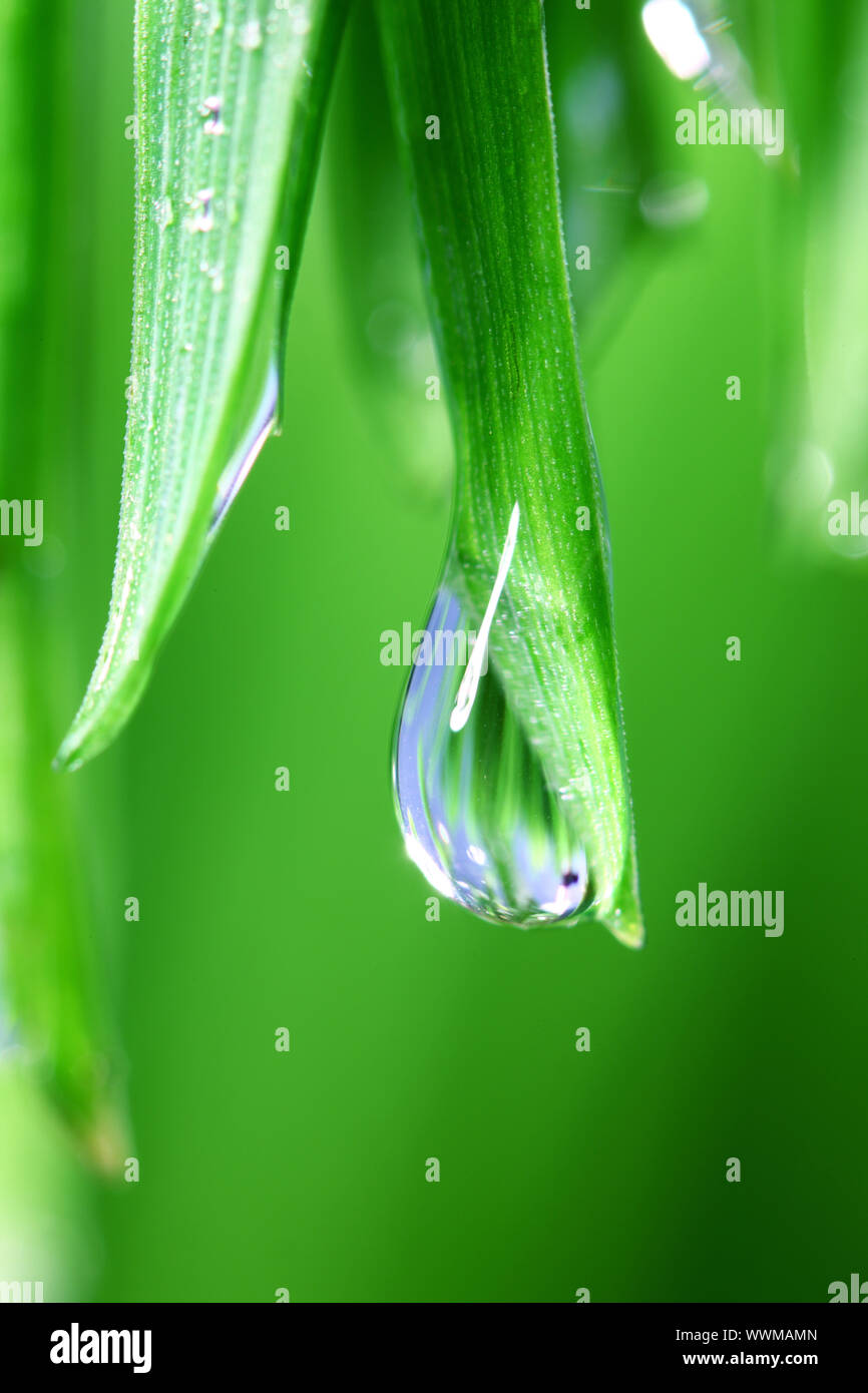 big water drop on grass blade Stock Photo - Alamy