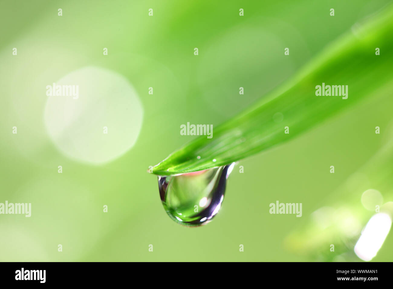 big water drop on grass blade Stock Photo - Alamy