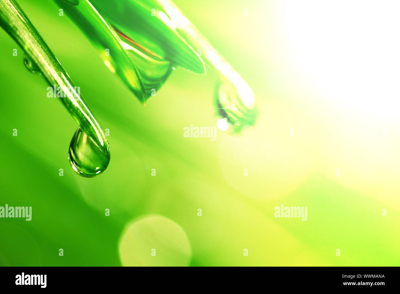 water drop shine in sun light Stock Photo - Alamy