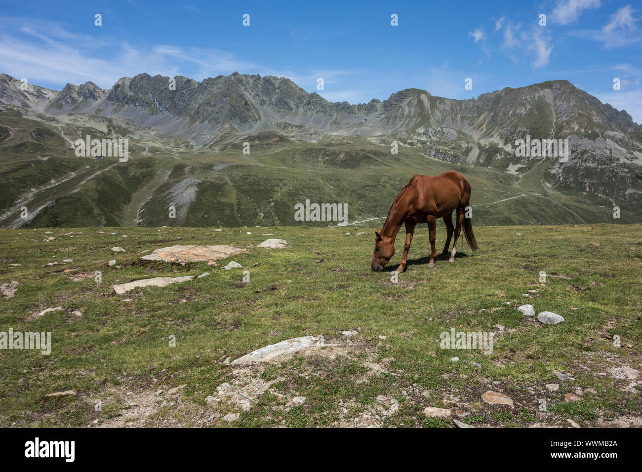 Horse grazing on alp hi-res stock photography and images - Alamy