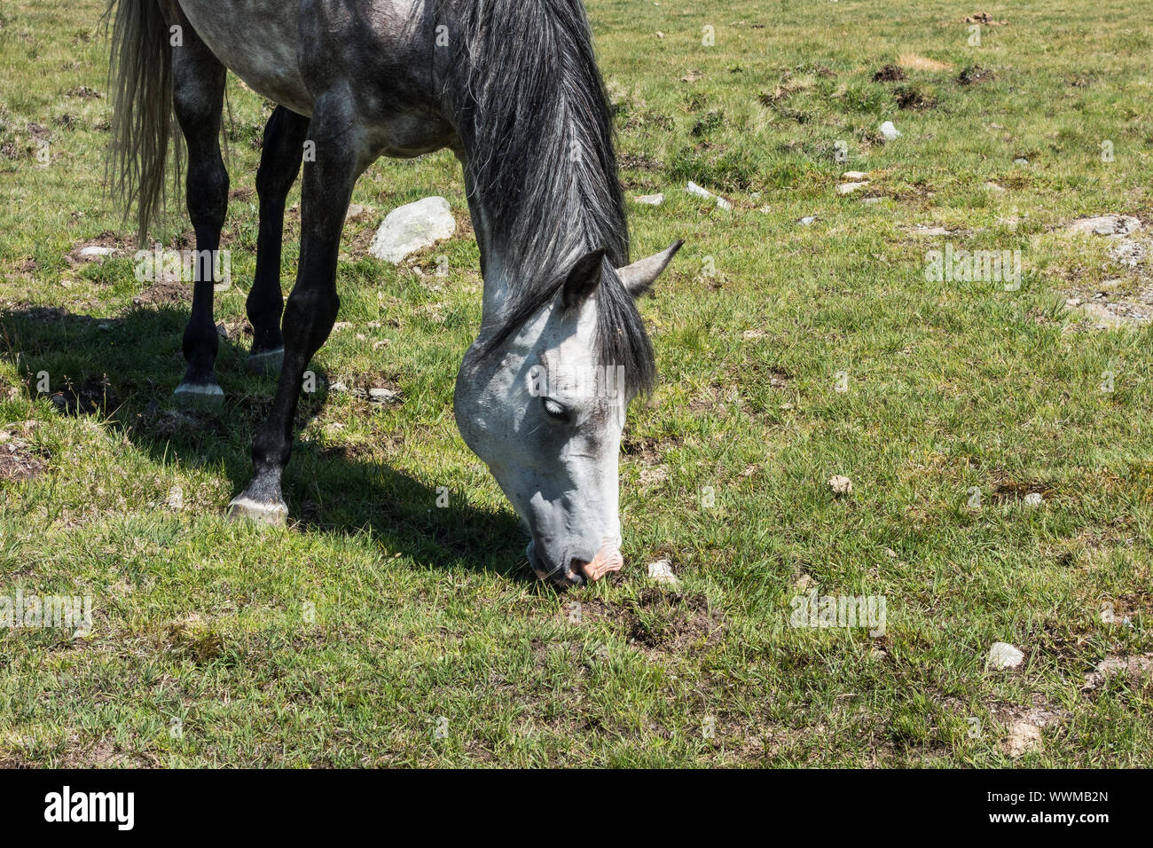 Horses on a alp Stock Photo - Alamy