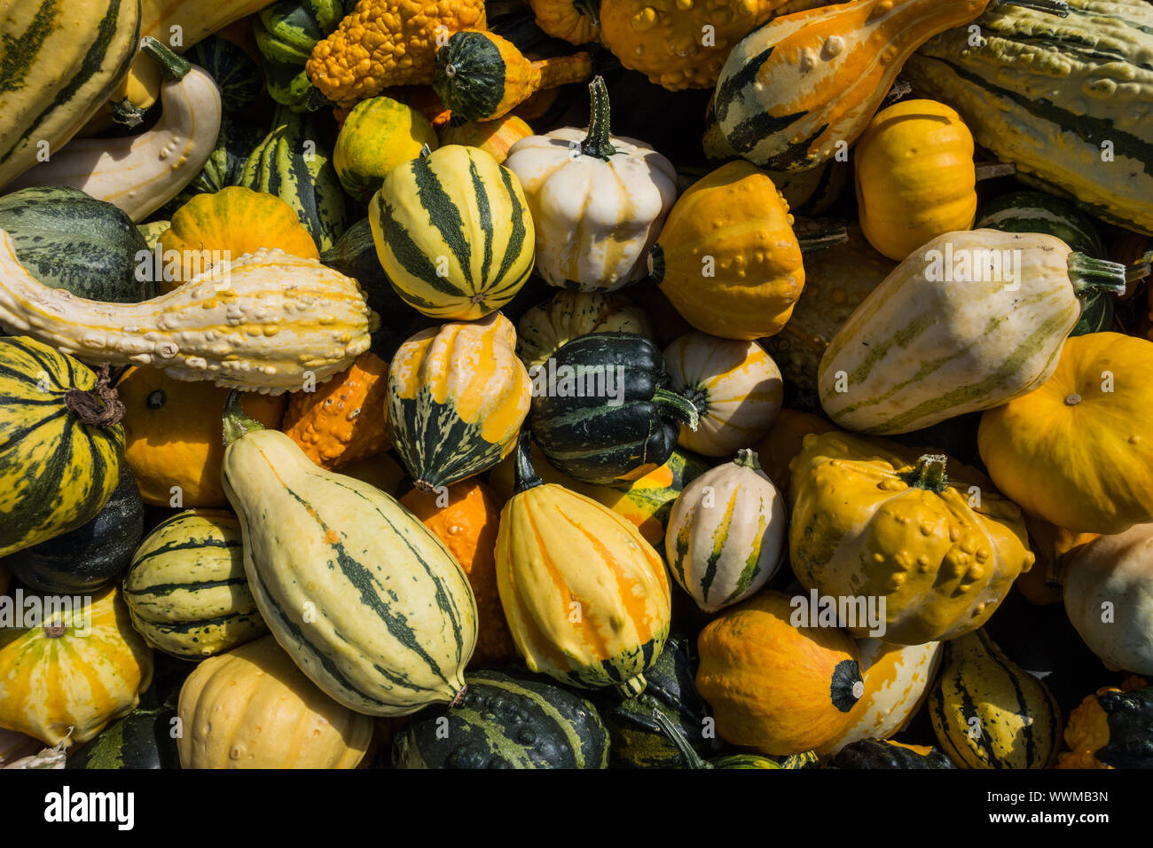 Orange pumpkin cucurbita pepo hi-res stock photography and images - Alamy