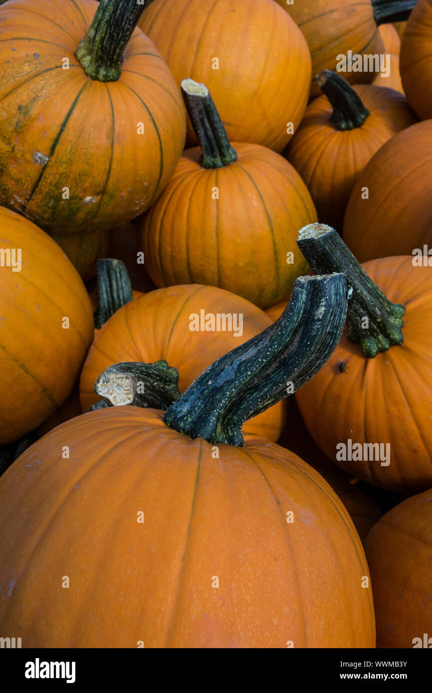 Cucurbit Pumpkins Cucurbita Stock Photo - Alamy