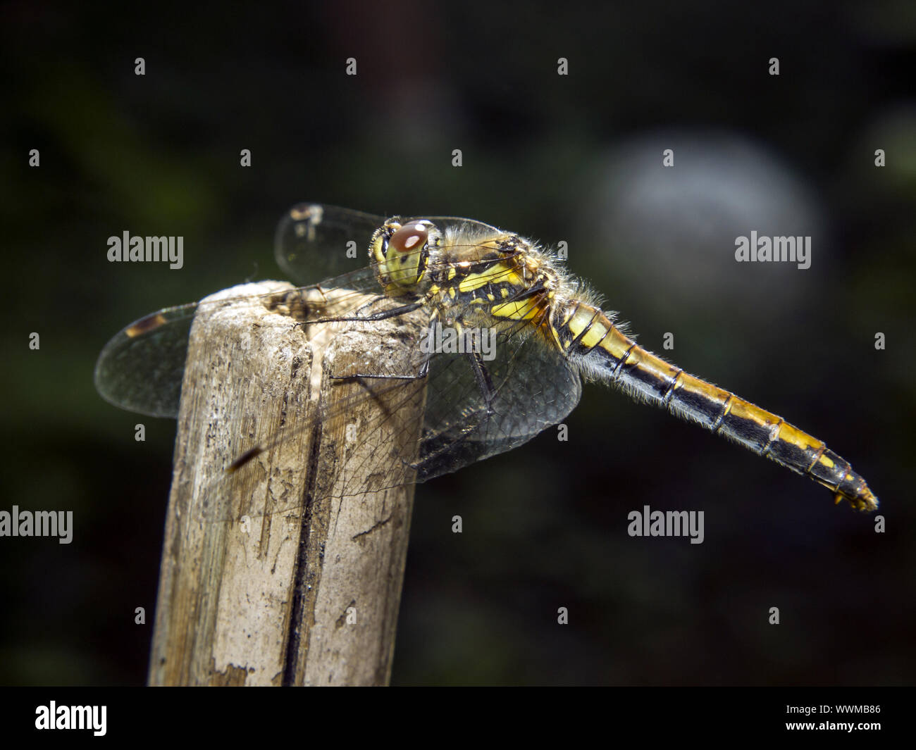 Bimaculata hi-res stock photography and images - Alamy