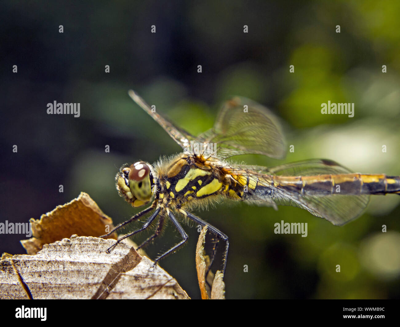 Spotted dragonfly hi-res stock photography and images - Alamy