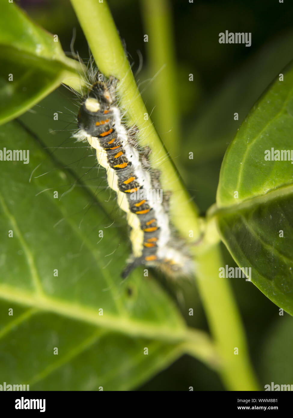 Larva dagger hi-res stock photography and images - Alamy