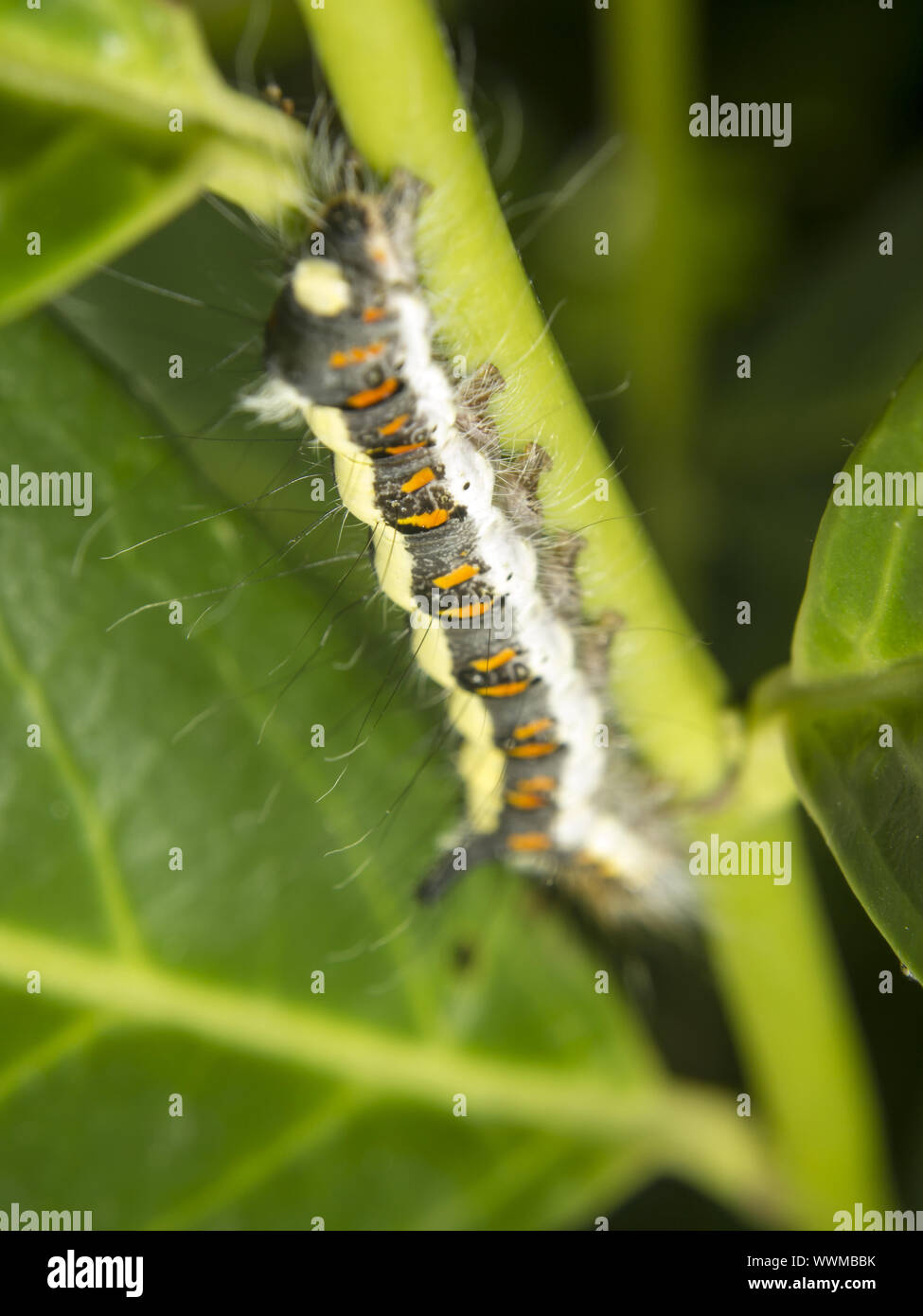 Grey Dagger larva Stock Photo - Alamy