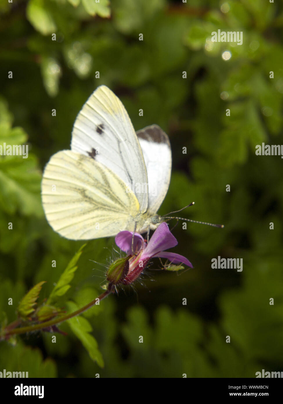 Green-veined White (Pieris napi Stock Photo - Alamy