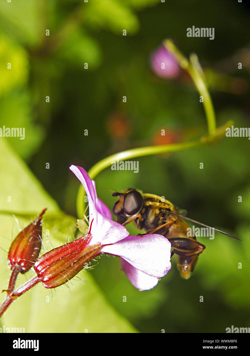 Wildlife hoverfly insect hi-res stock photography and images - Alamy