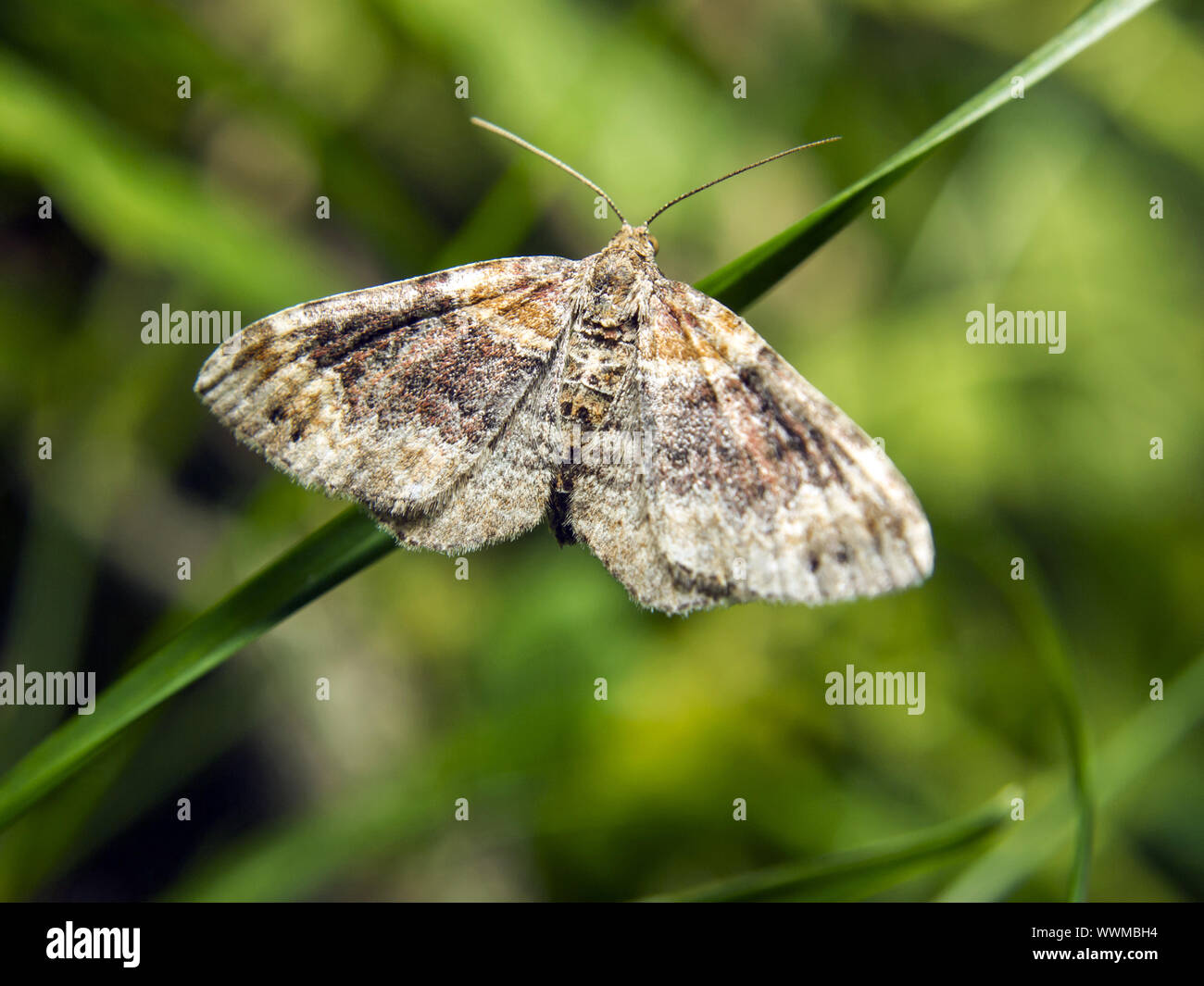 Large Twin-spot Carpet Stock Photo - Alamy