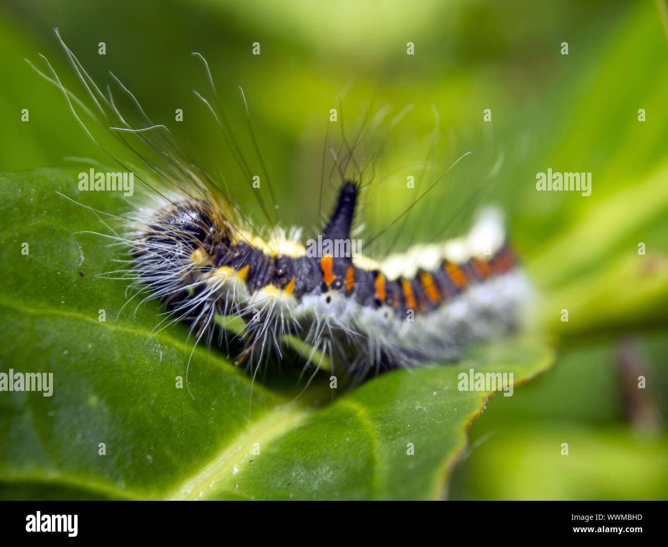 Insect larva hi-res stock photography and images - Alamy