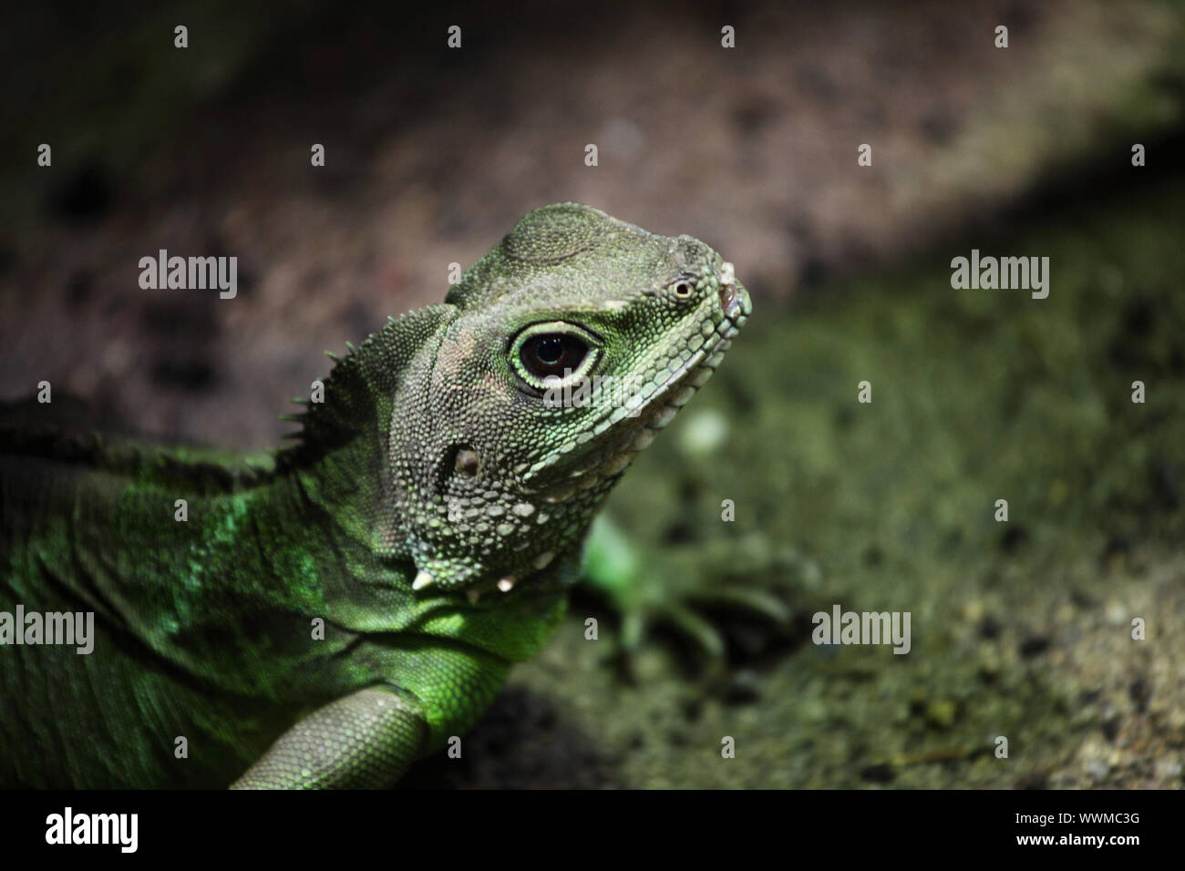 close up lizard in zoo Stock Photo - Alamy