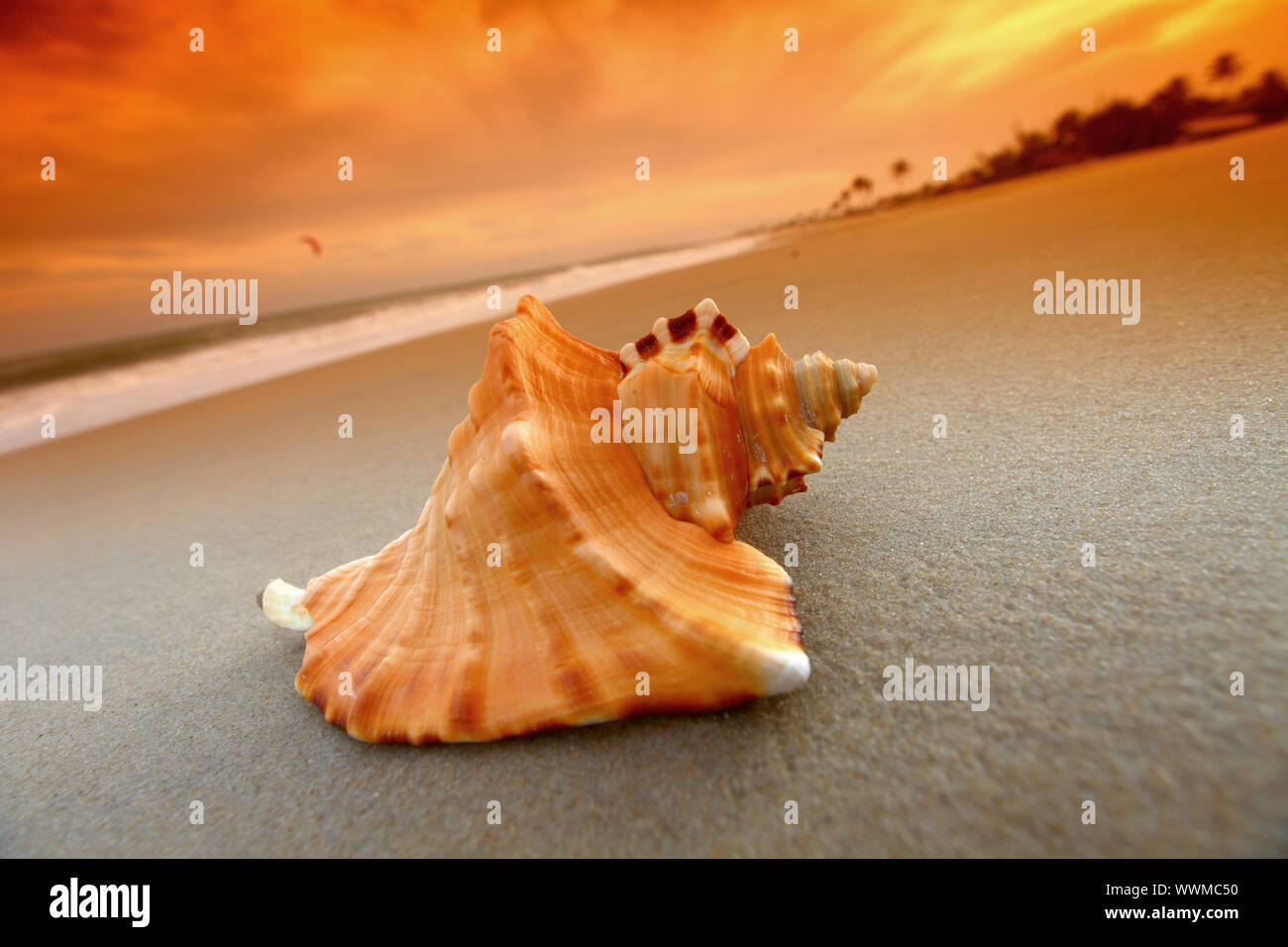 shell on sand under sunset sky Stock Photo - Alamy