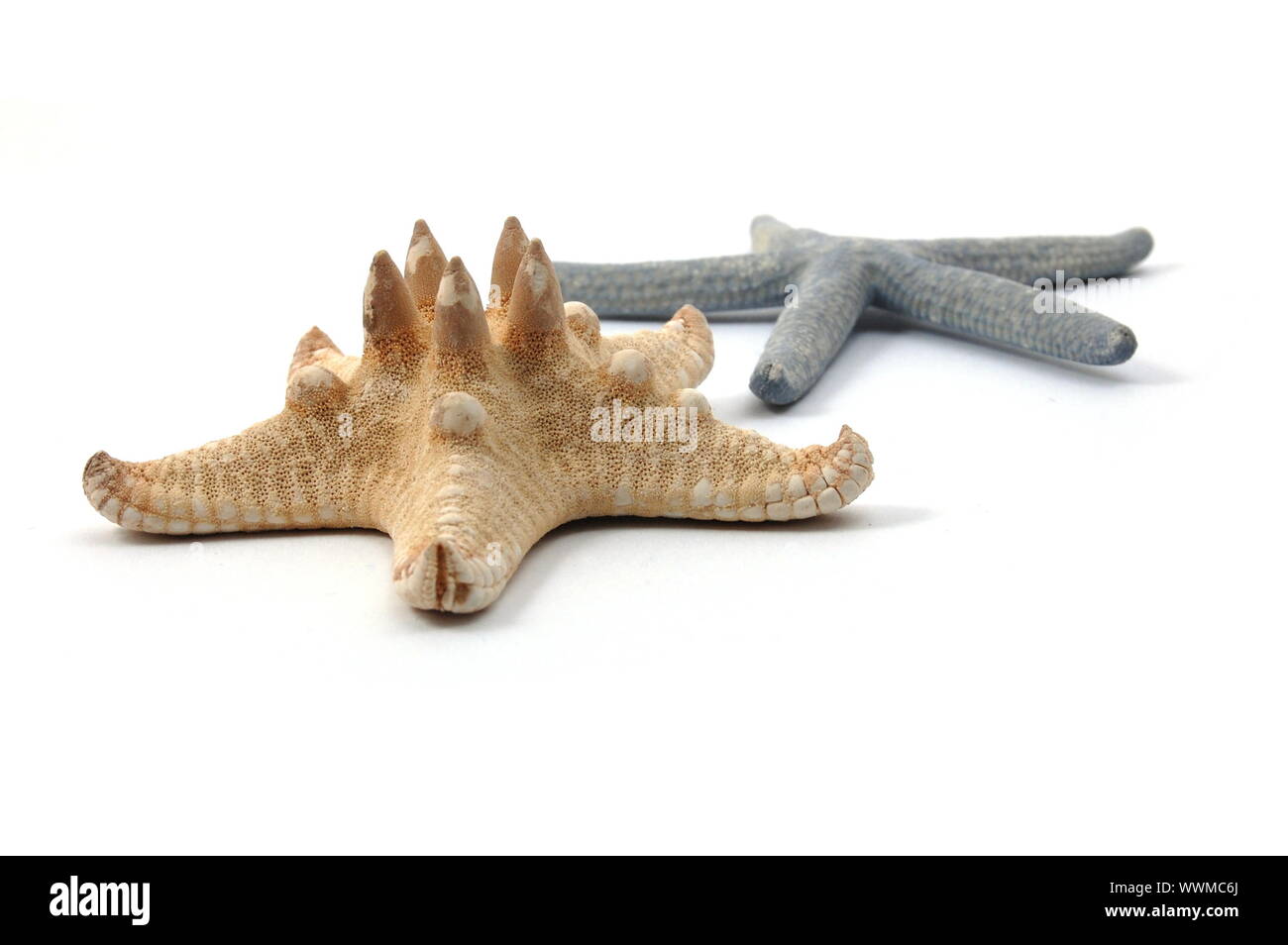Some shells from the ocean isolated on white background Stock Photo - Alamy