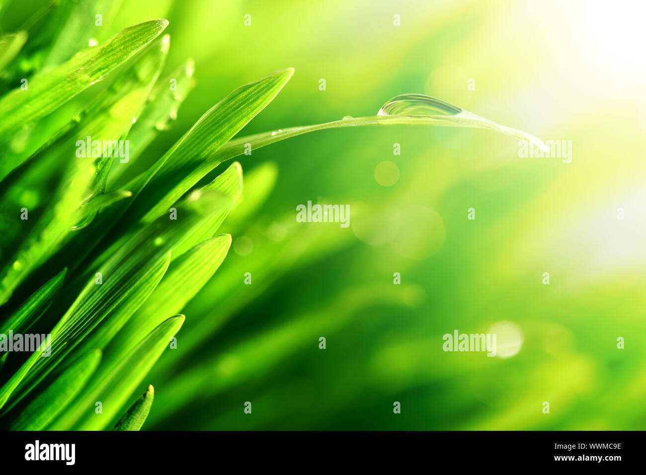water drop shine in sun light Stock Photo - Alamy