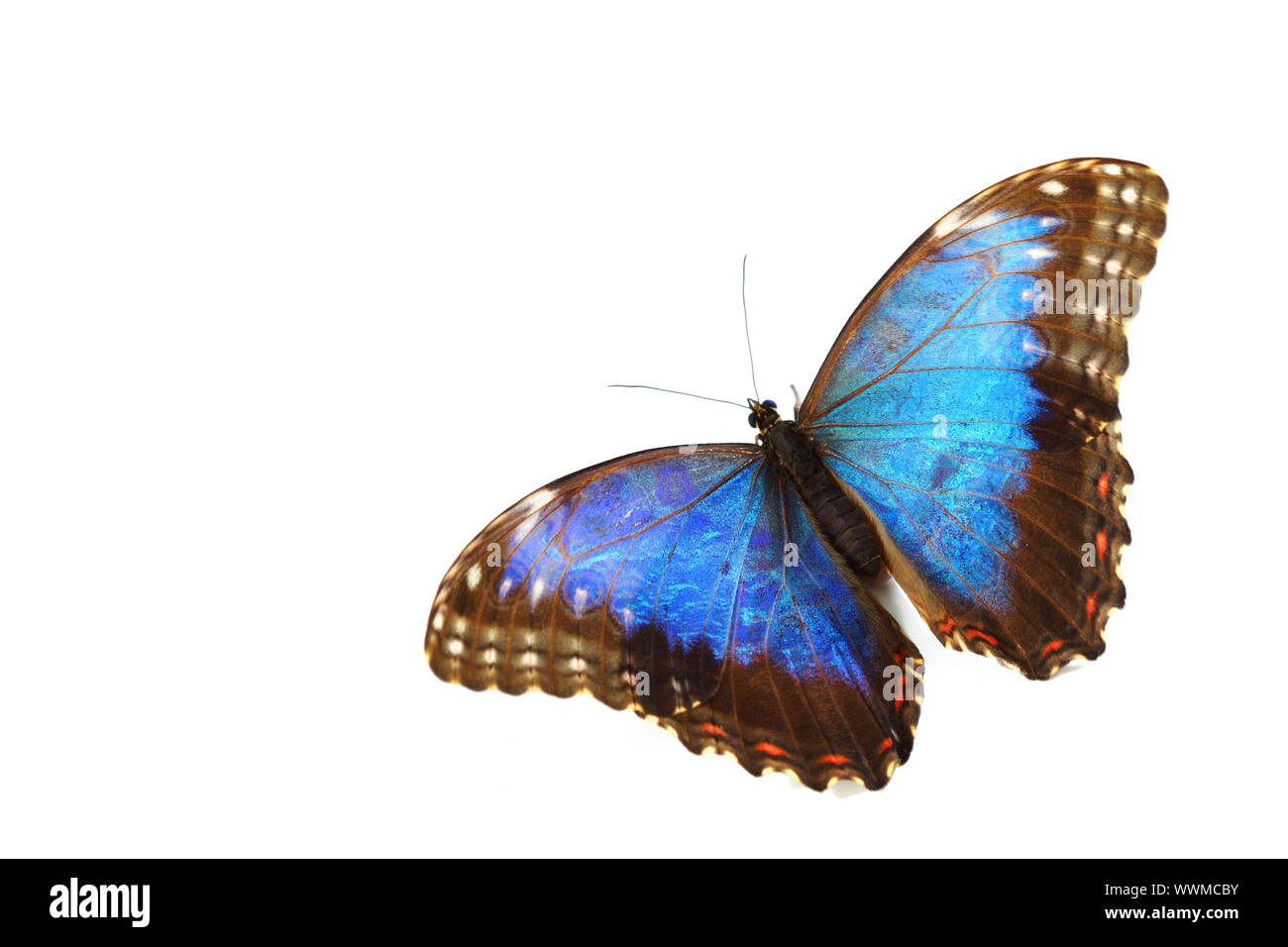blue morpho isolated on white background Stock Photo - Alamy