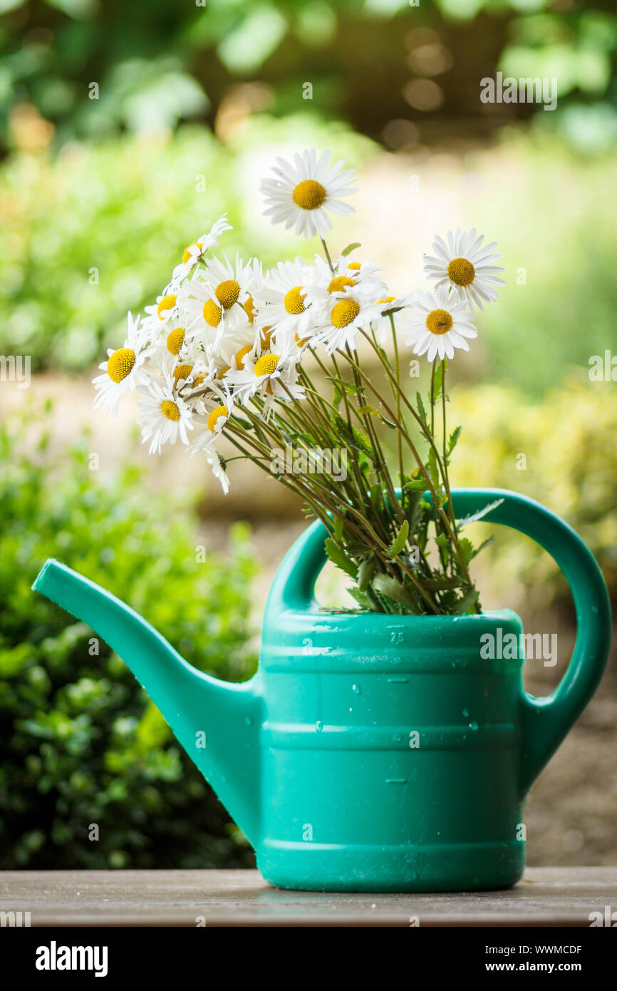 daisy flower in garden watering can Stock Photo - Alamy