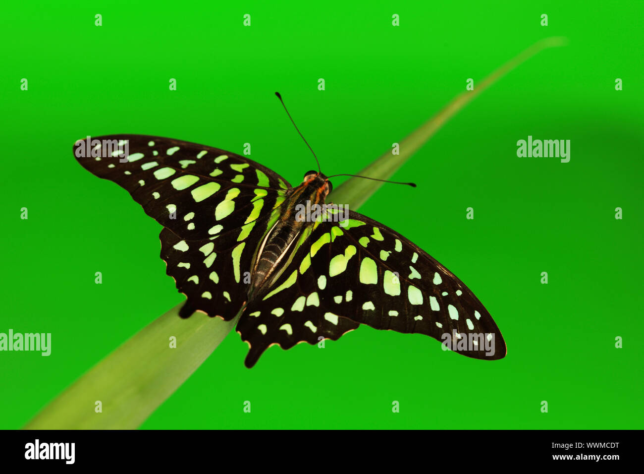 Graphium on green grass close up Stock Photo - Alamy