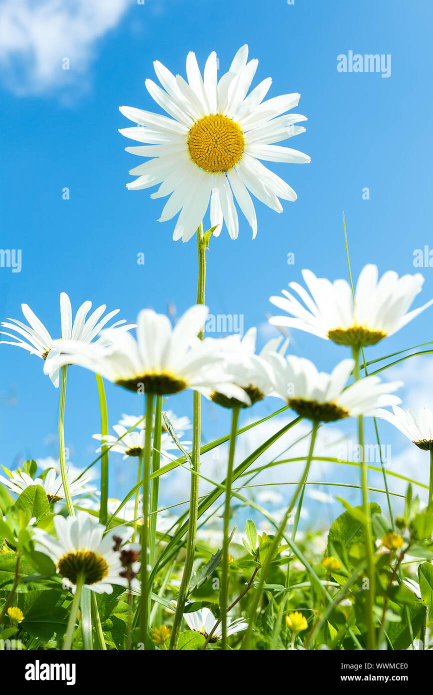 daisy flower field against blue sky Stock Photo - Alamy