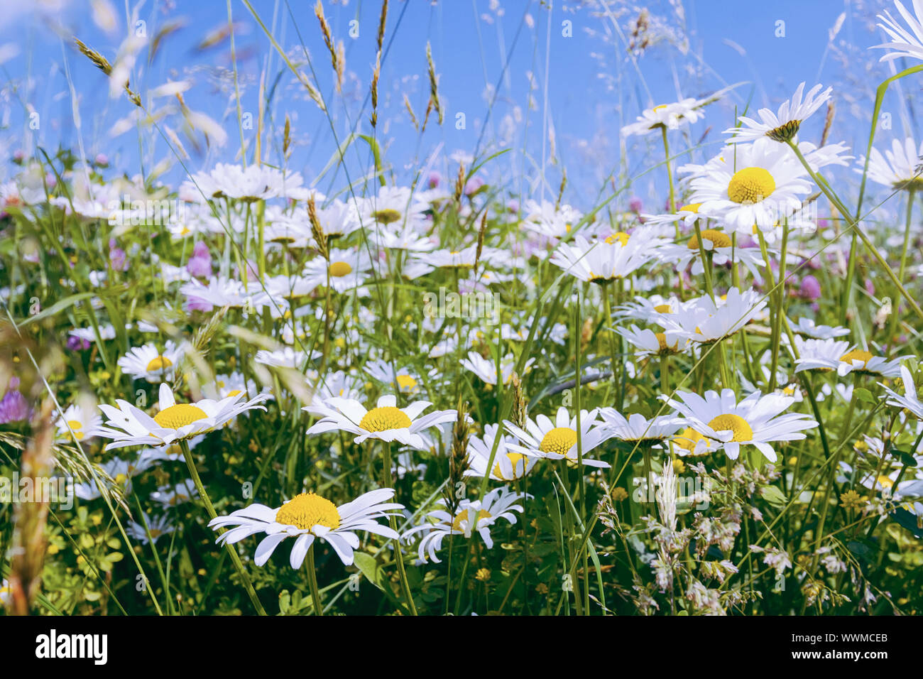 daisy flower field Stock Photo - Alamy