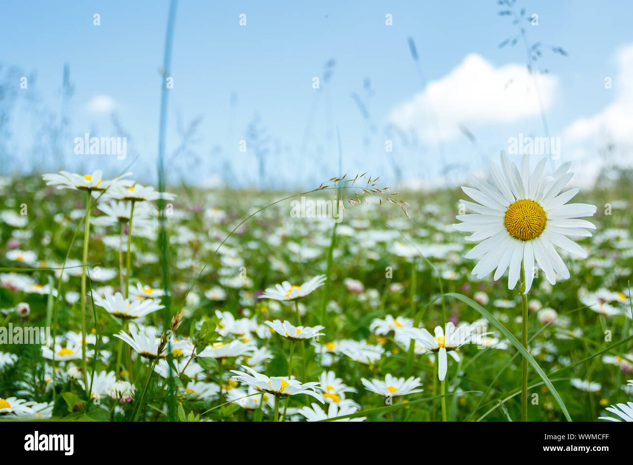 daisy flower field Stock Photo - Alamy