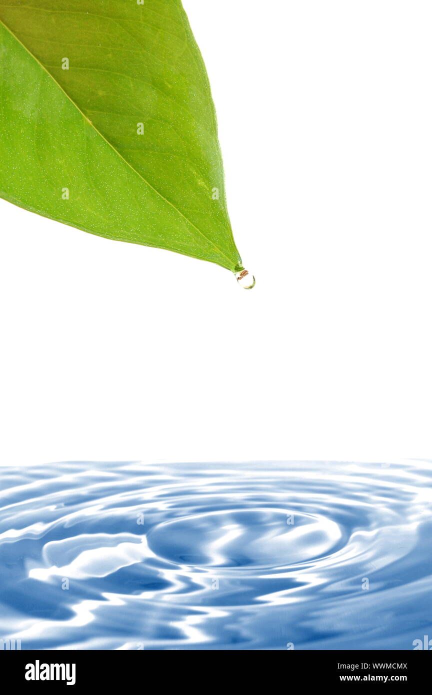 leaf and water drop showing healthy lifestyle Stock Photo - Alamy