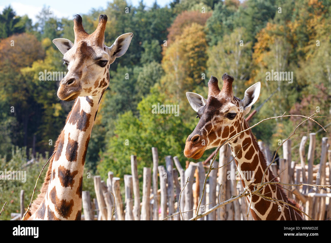 African giraff hi-res stock photography and images - Alamy