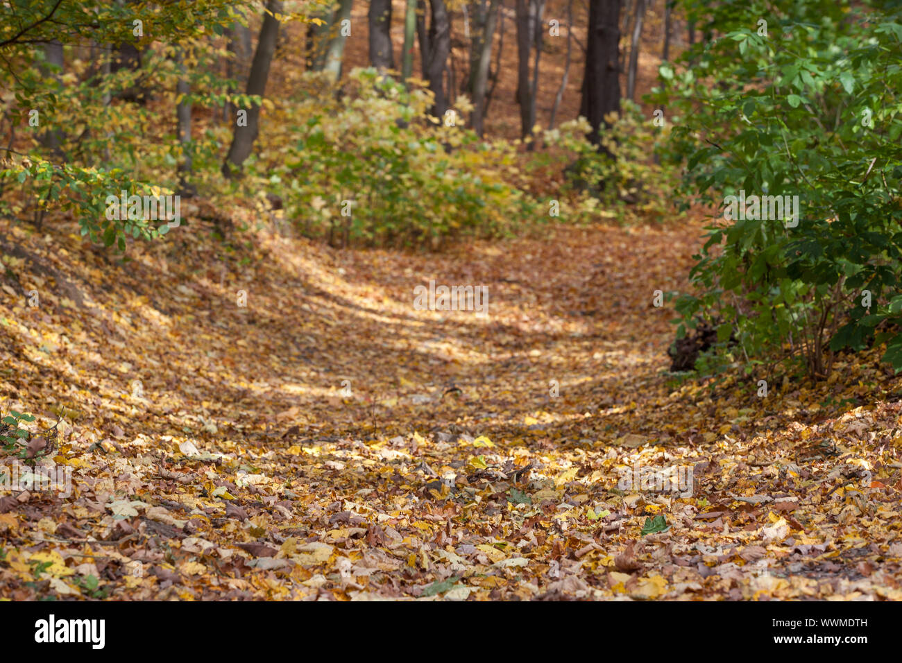 Leaf-covered hiking trail Stock Photo - Alamy