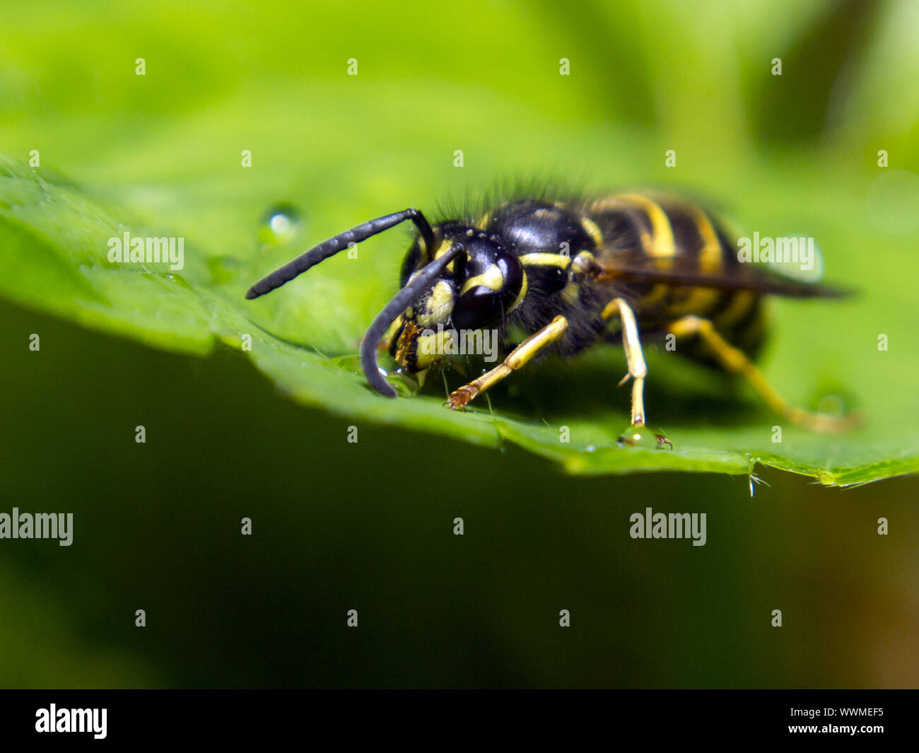 Common wasp (Vespula vulgaris Stock Photo - Alamy