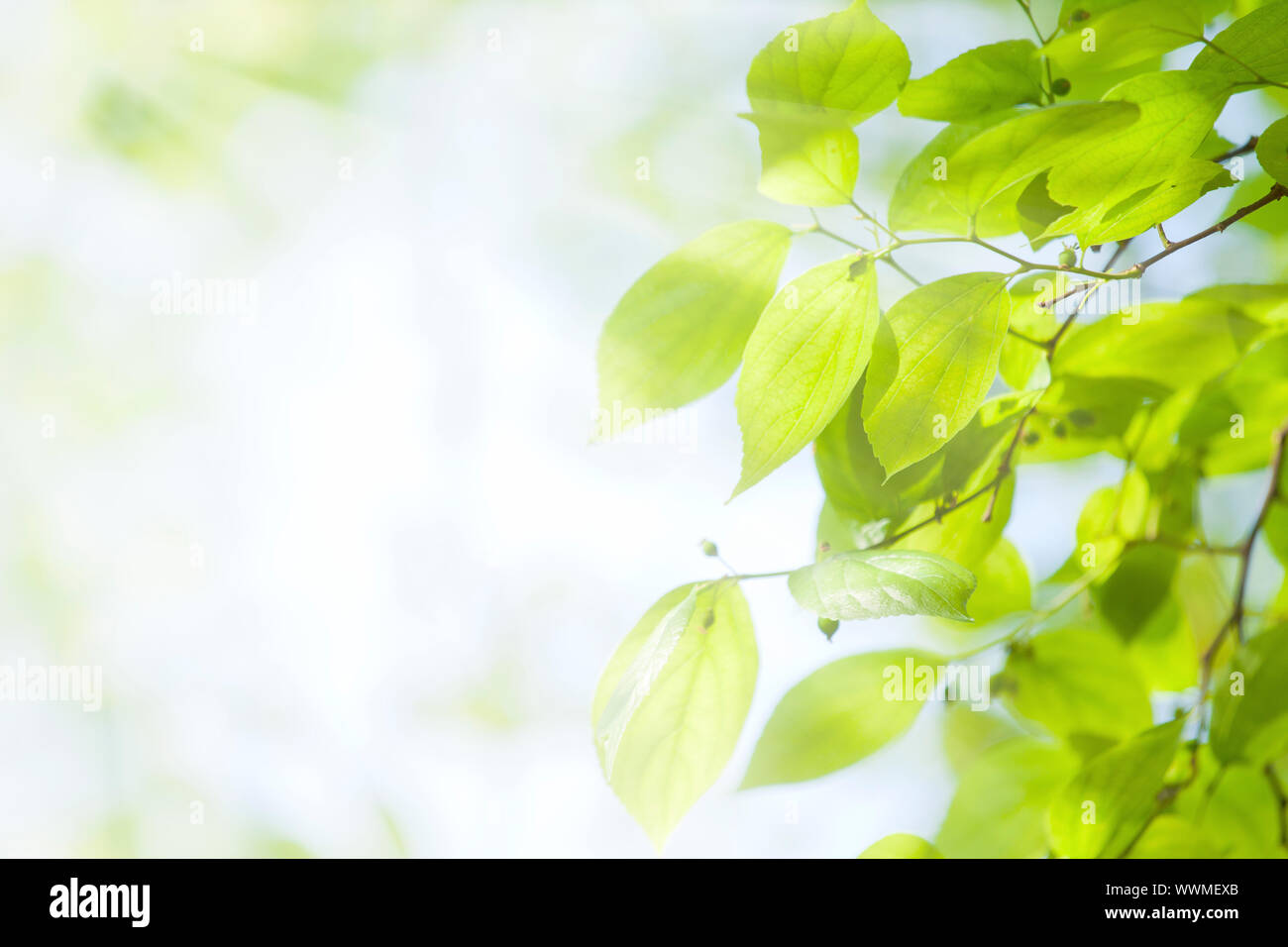 Green leaves under sunlight Stock Photo - Alamy