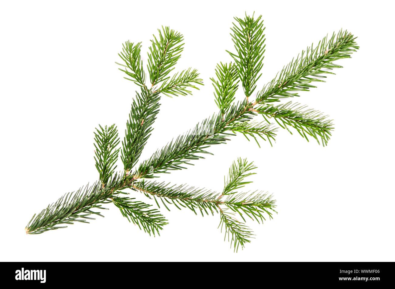 Fir branch in front of white background Stock Photo - Alamy