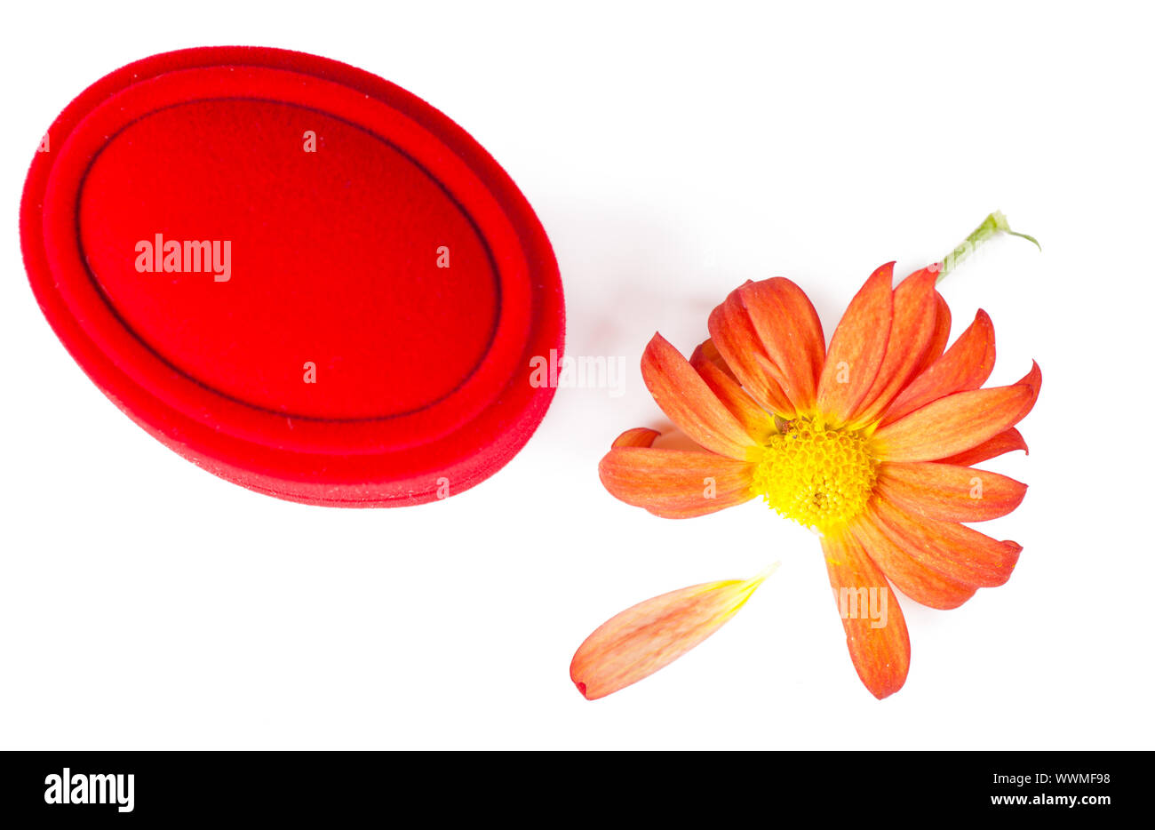 Flower without petals Cut Out Stock Images & Pictures - Alamy