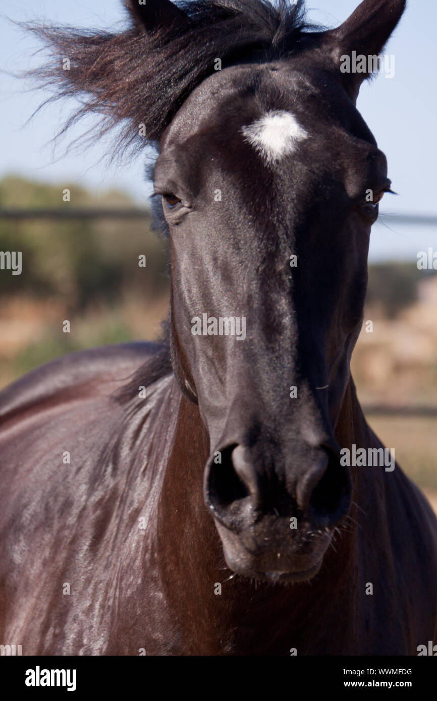 purebred menorcan horse prm horse outdoor rolling Stock Photo - Alamy