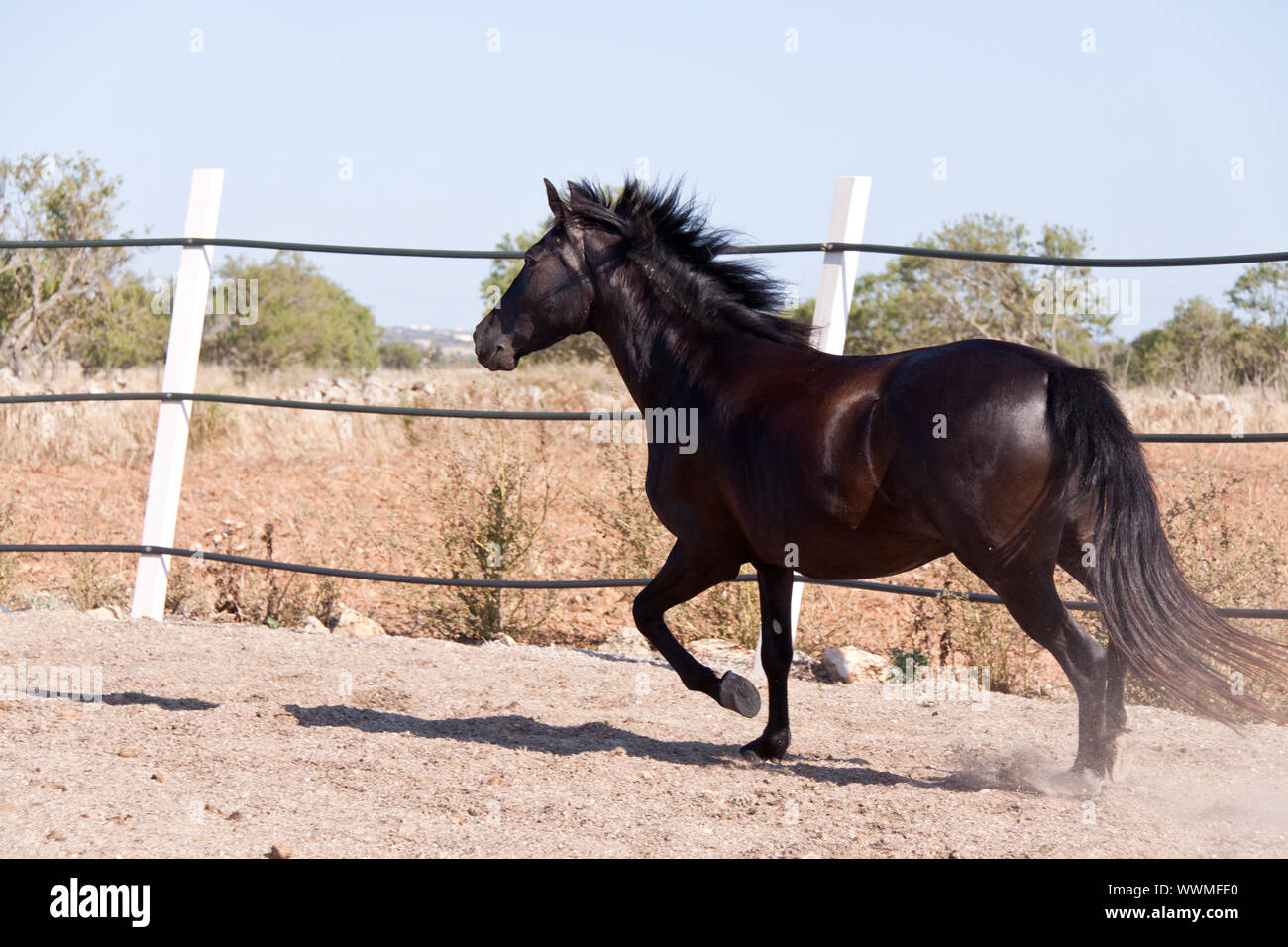 purebred menorcan horse prm horse outdoor rolling Stock Photo - Alamy