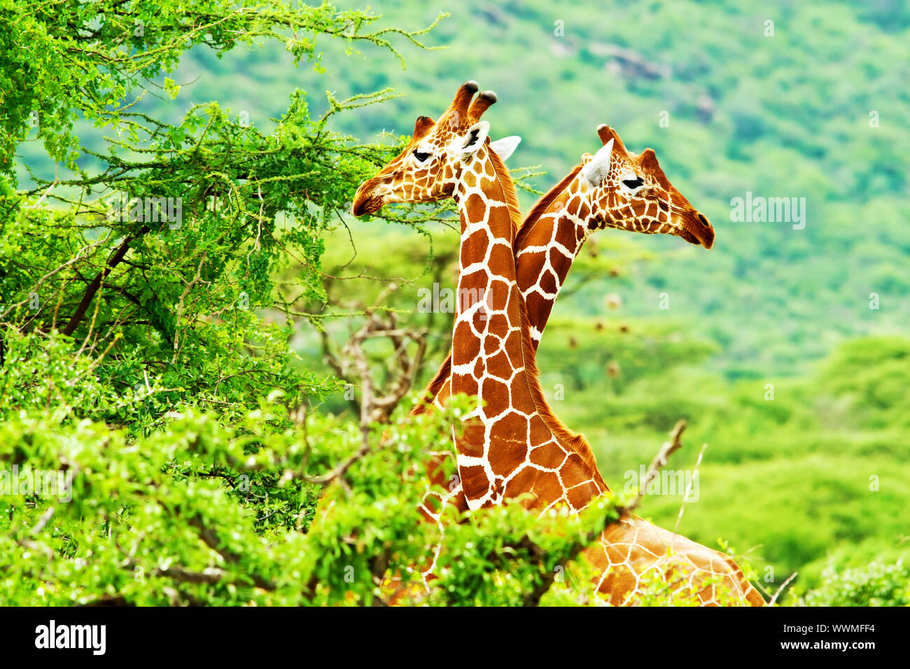 African giraffes family Stock Photo - Alamy