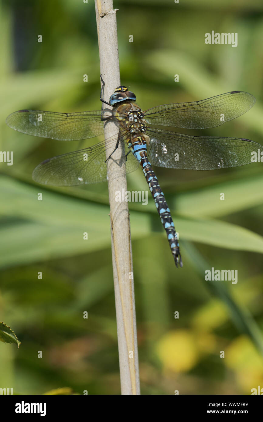 Blue-green Mosaic Maidenfly Stock Photo - Alamy