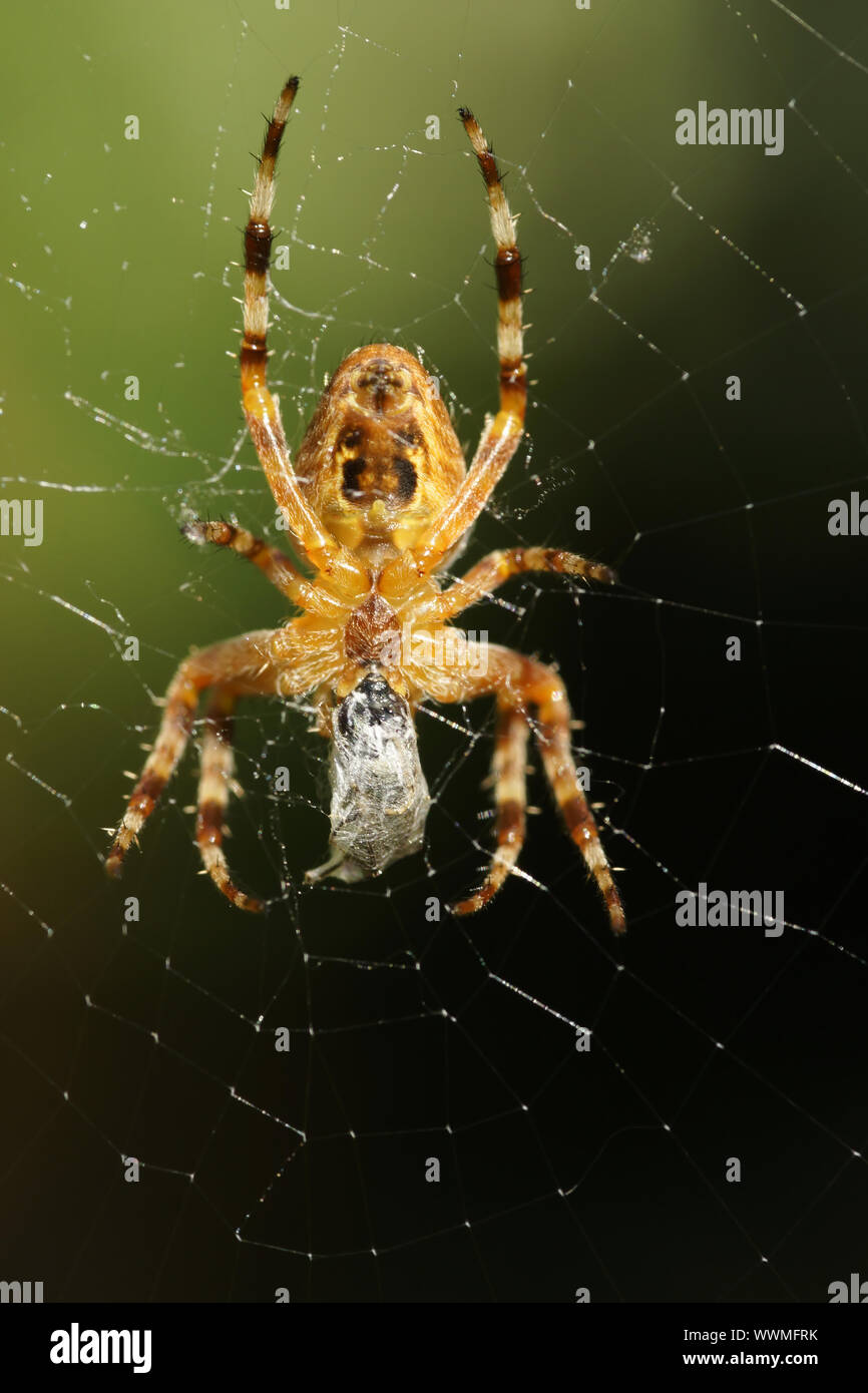 Araneus diadematu, garden cross spider, cross spider Stock Photo - Alamy