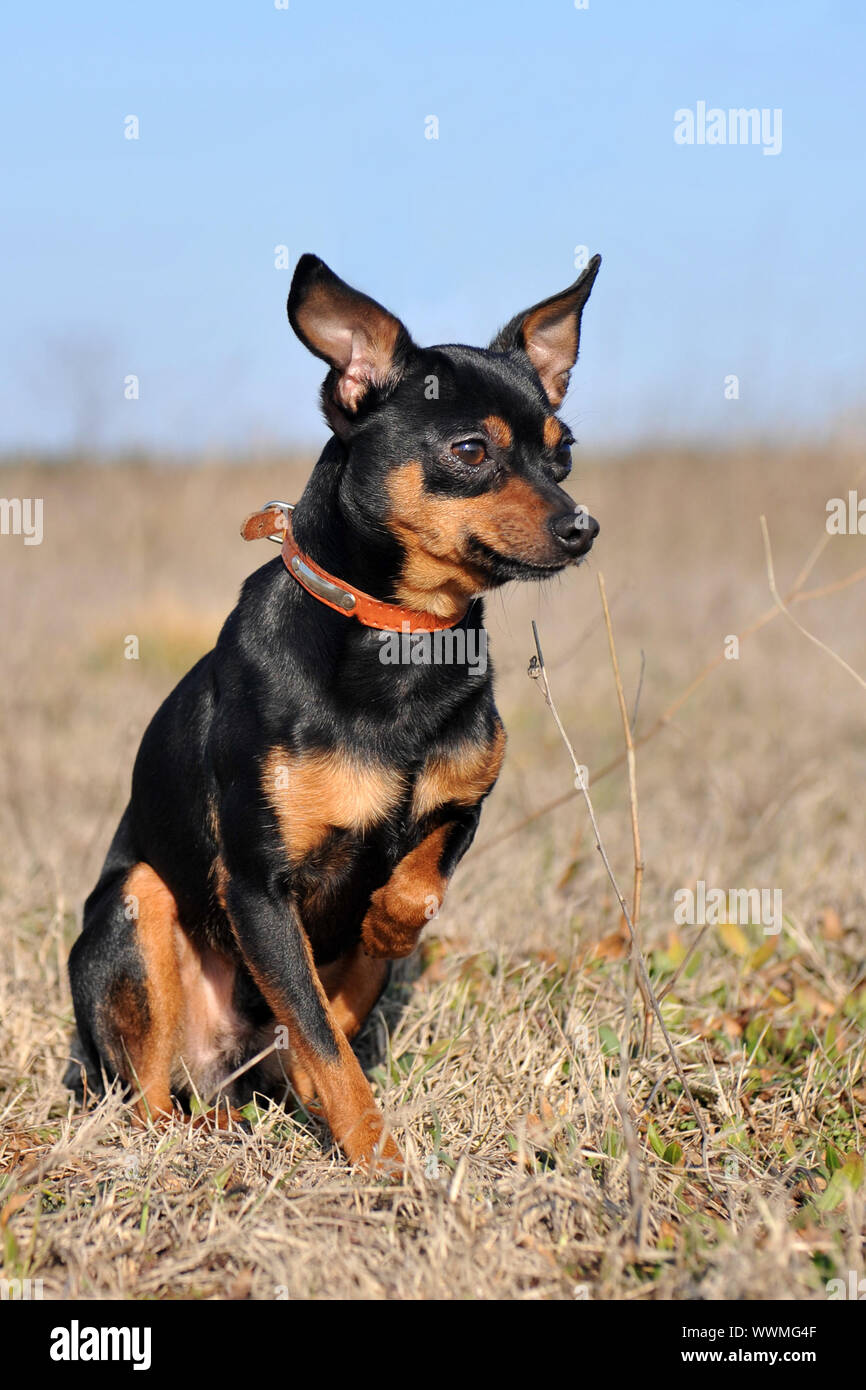 composite picture with purebred miniature pinscher in the nature Stock ...