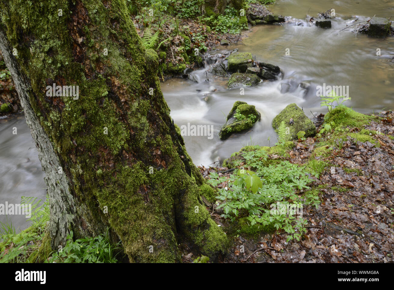 Brook in the forest Stock Photo - Alamy