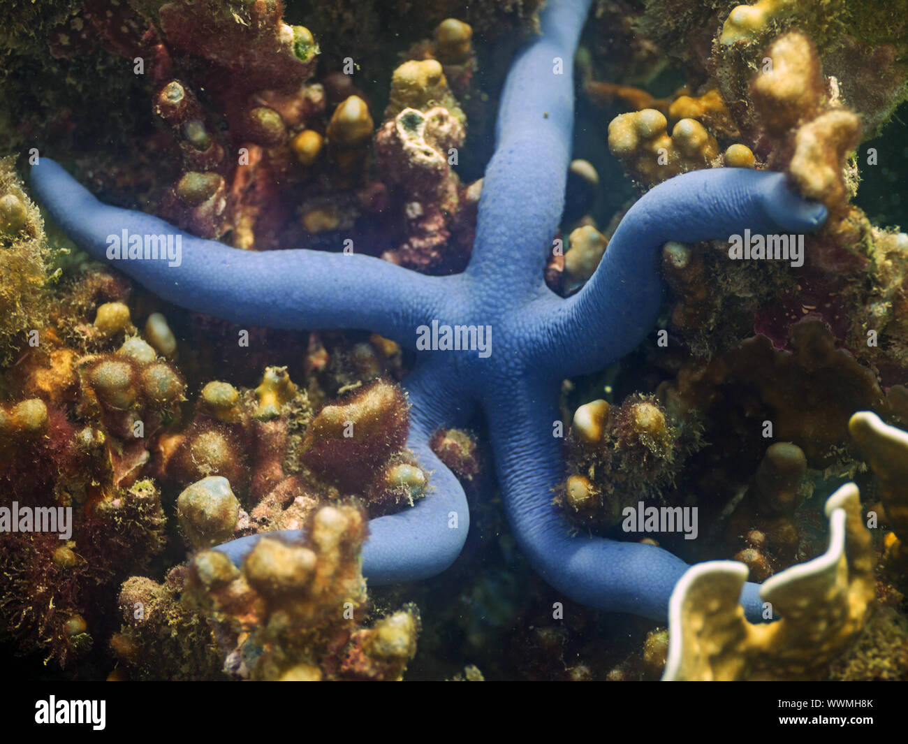 Blue seastar linckia laevigata hi-res stock photography and images - Alamy