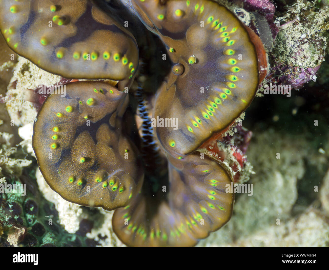 giant clam, Tridacna gigas Stock Photo - Alamy