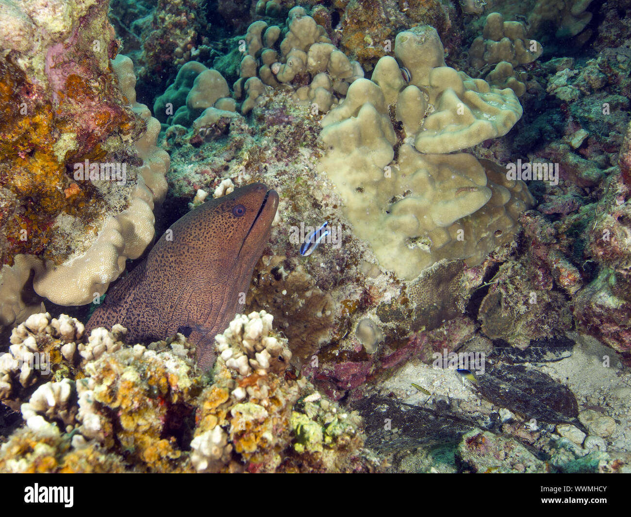 Seawater animal hi-res stock photography and images - Alamy