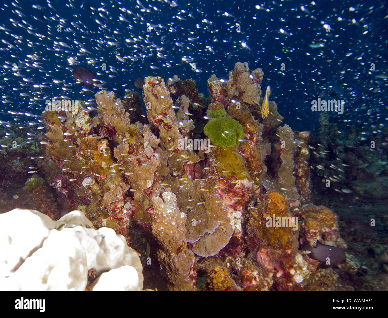 Pigmy fish hi-res stock photography and images - Alamy