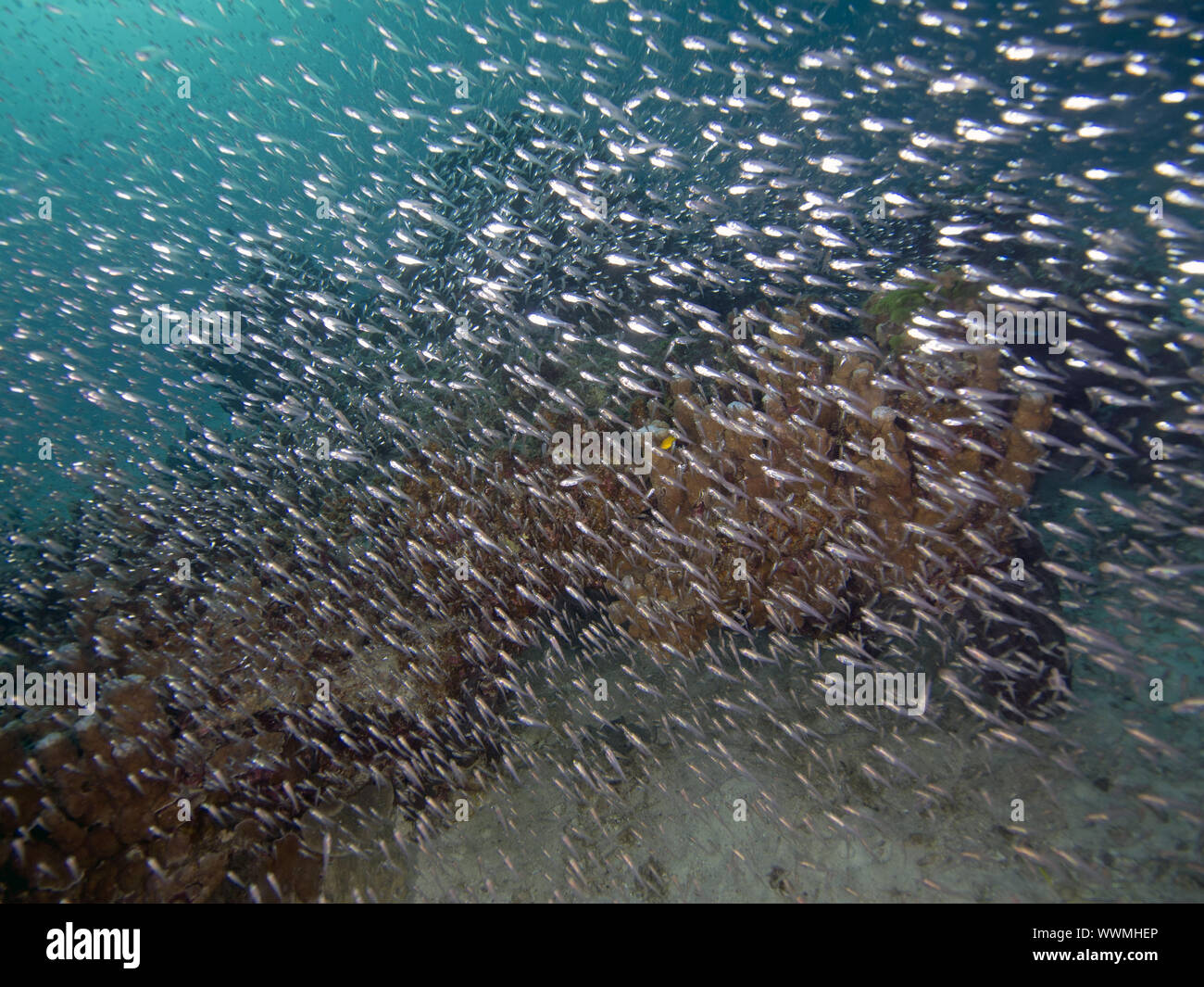 Pigmy fish hi-res stock photography and images - Alamy